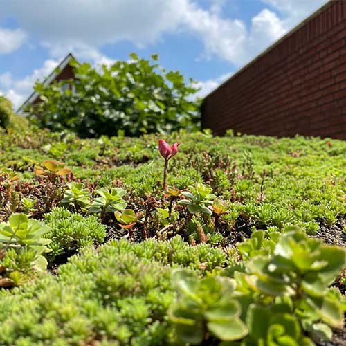 Groene daken: wat zijn het en wat zijn de voordelen? - SedumSpecialist